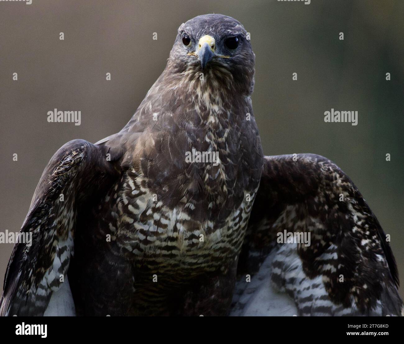 Common buzzard photos hi-res stock photography and images - Alamy