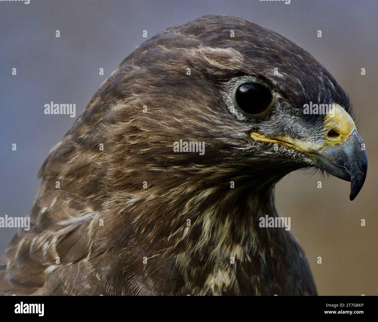 Common buzzard photos hi-res stock photography and images - Alamy