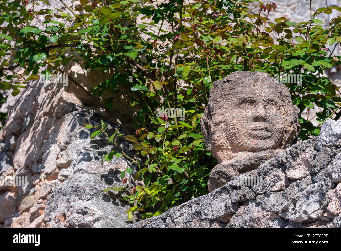 A stone carved head on an old stone wall next to a rose plant in the ...