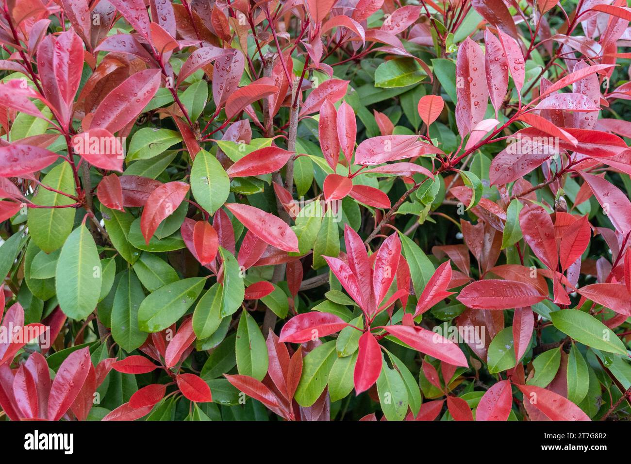 Close-up of a red tip photinia (Photinia fraseri), an evergreen shrub ...