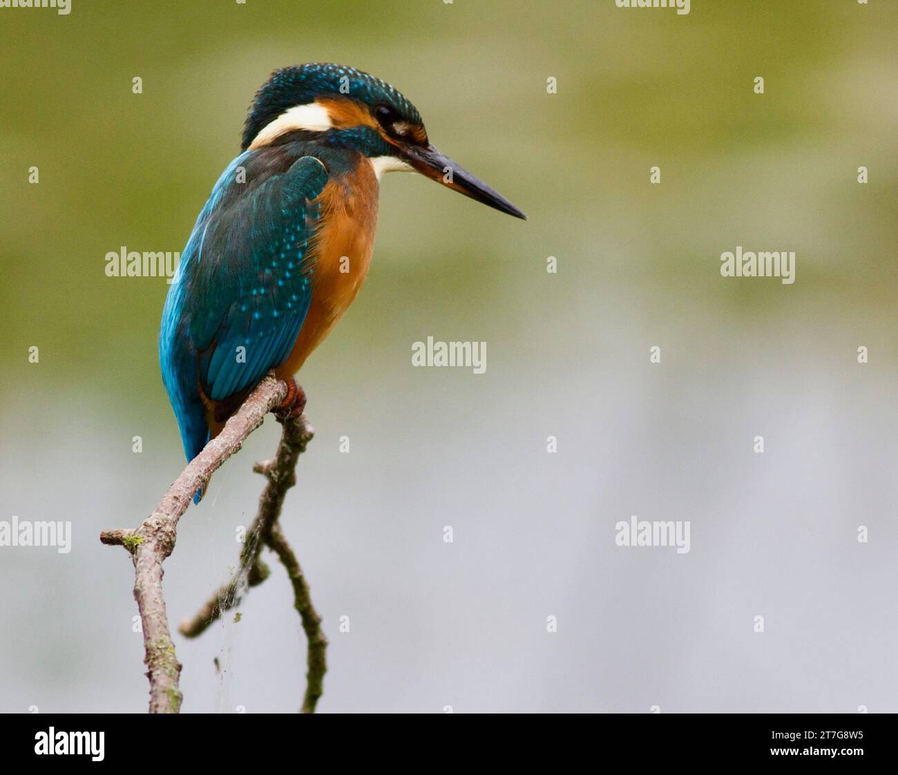 Darting fish hi-res stock photography and images - Alamy