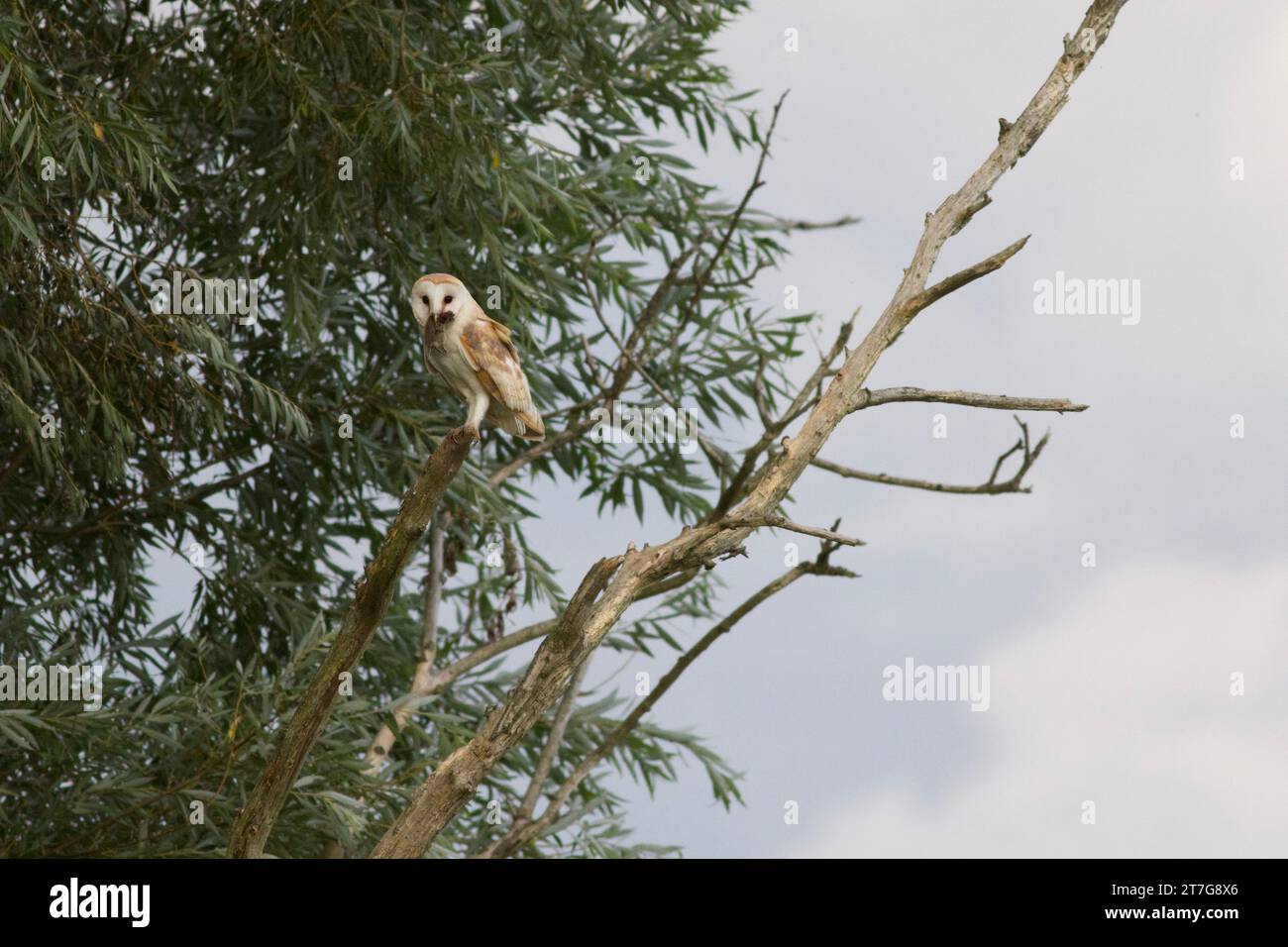Raptorial owls raptorial birds hi-res stock photography and images - Alamy