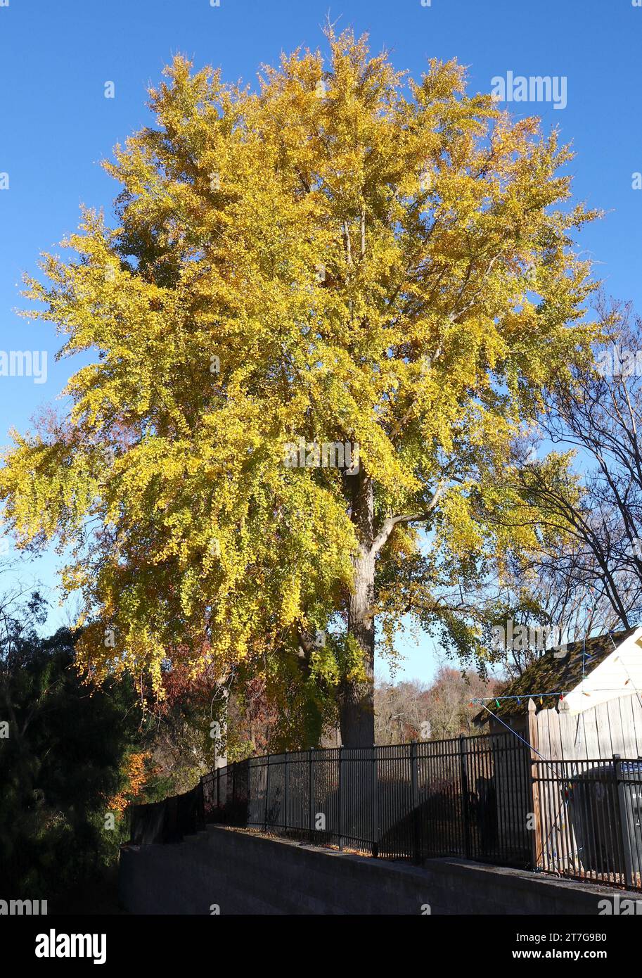 Maidenhair tree shows off fall color hi-res stock photography and images - Alamy