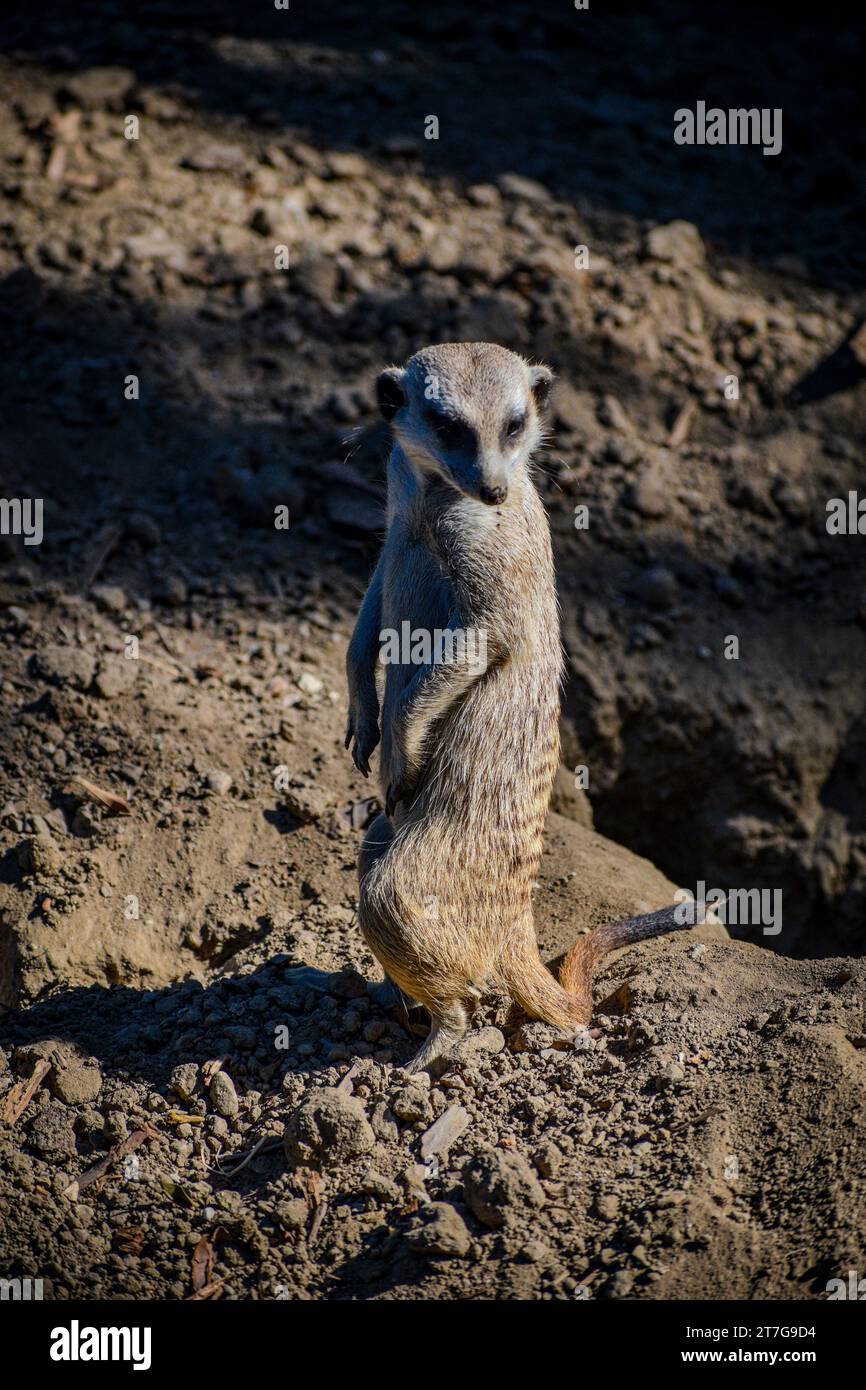 San Diego Zoo 2019 - Meercat Stock Photo - Alamy