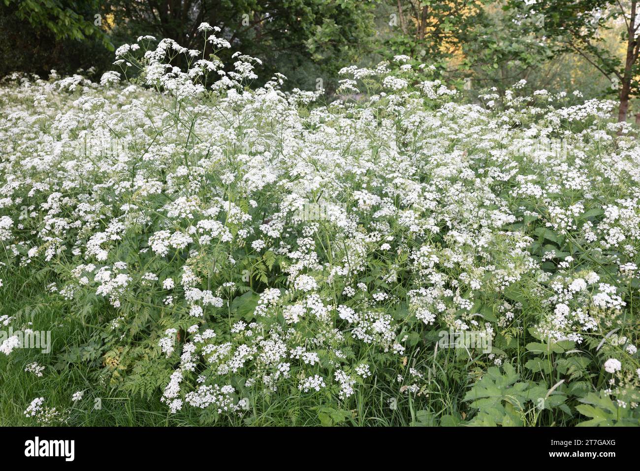 Beautiful view of bushes with wild flowers growing outdoors Stock Photo ...