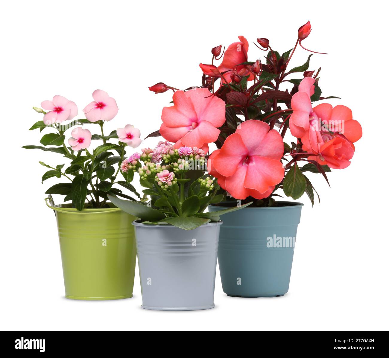 Beautiful flowers in different pots isolated on white Stock Photo - Alamy