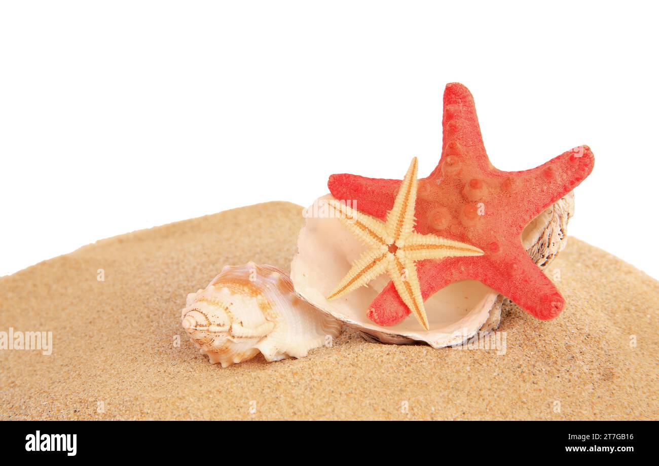 Sand with many beautiful sea stars and seashells isolated on white ...