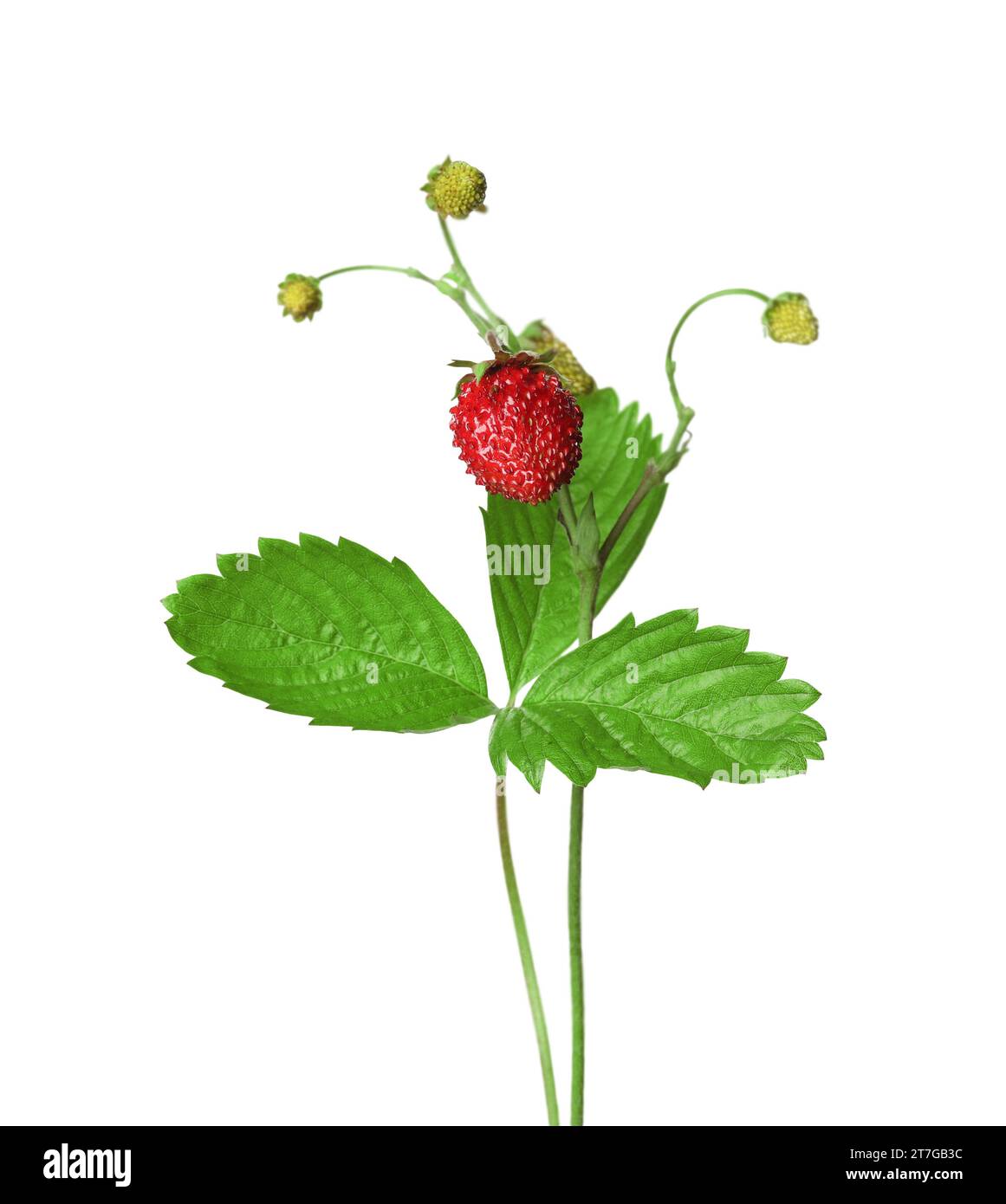 Stems of wild strawberry with berries and green leaves isolated on ...
