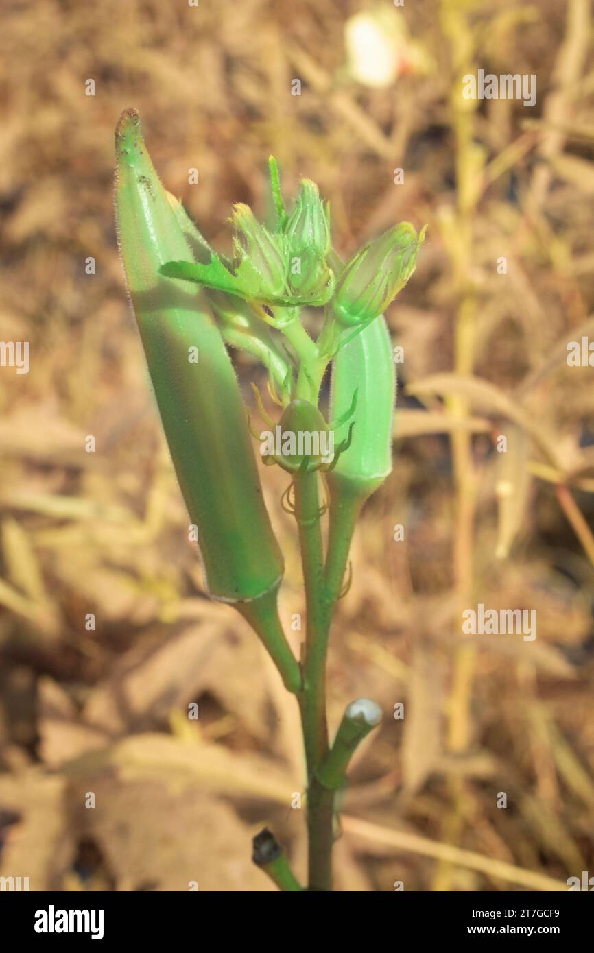 infrared image of the lady finger vegetable plant Stock Photo - Alamy