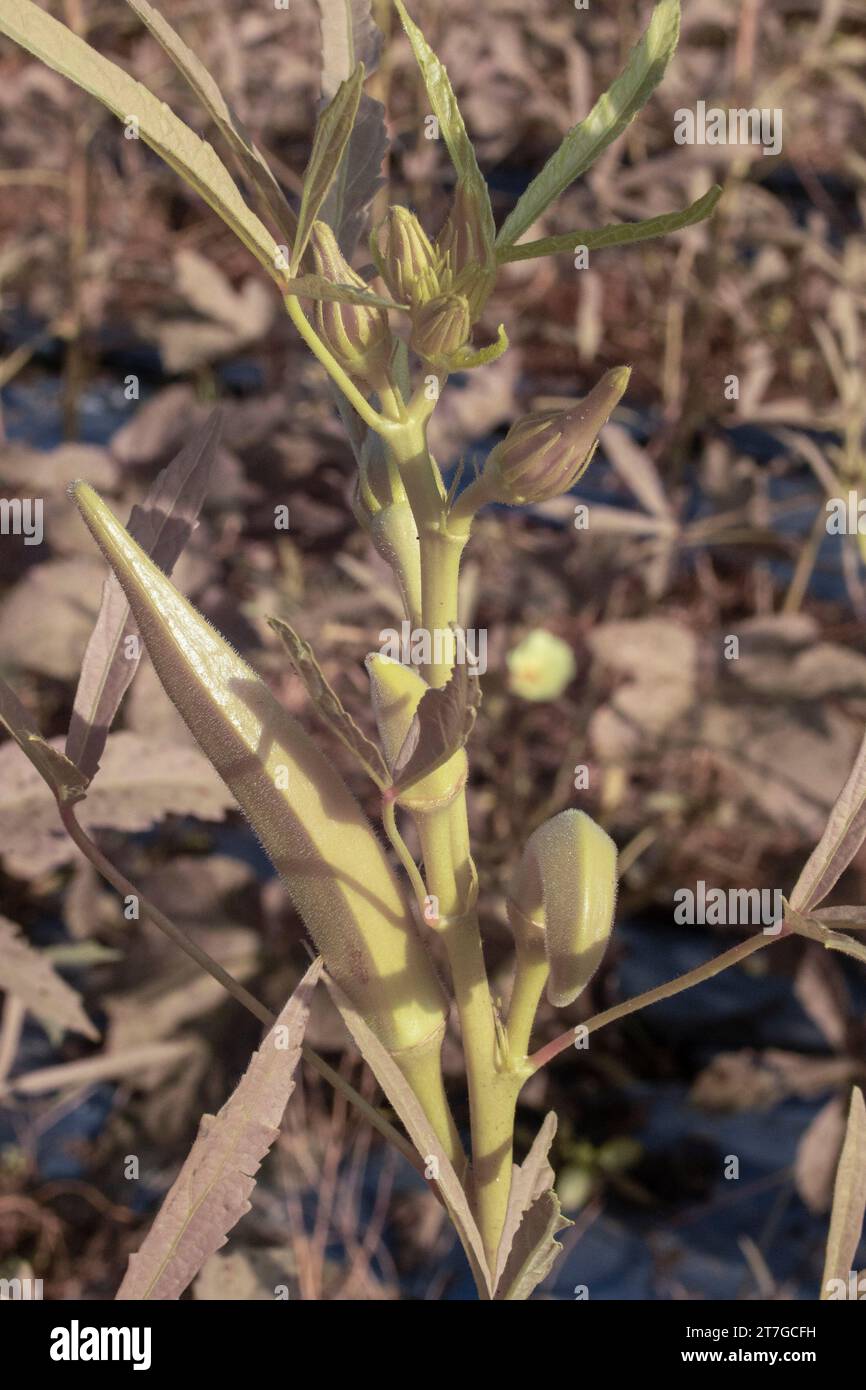 infrared image of the lady finger vegetable plant Stock Photo - Alamy