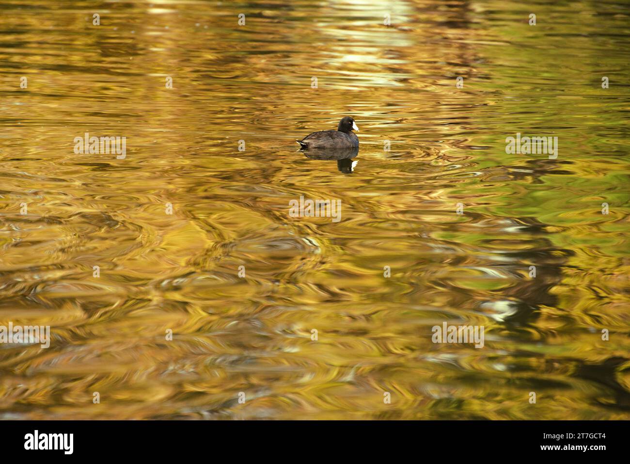 Study of wildlife olorful patterns & lines at the lake, natural beauty ...