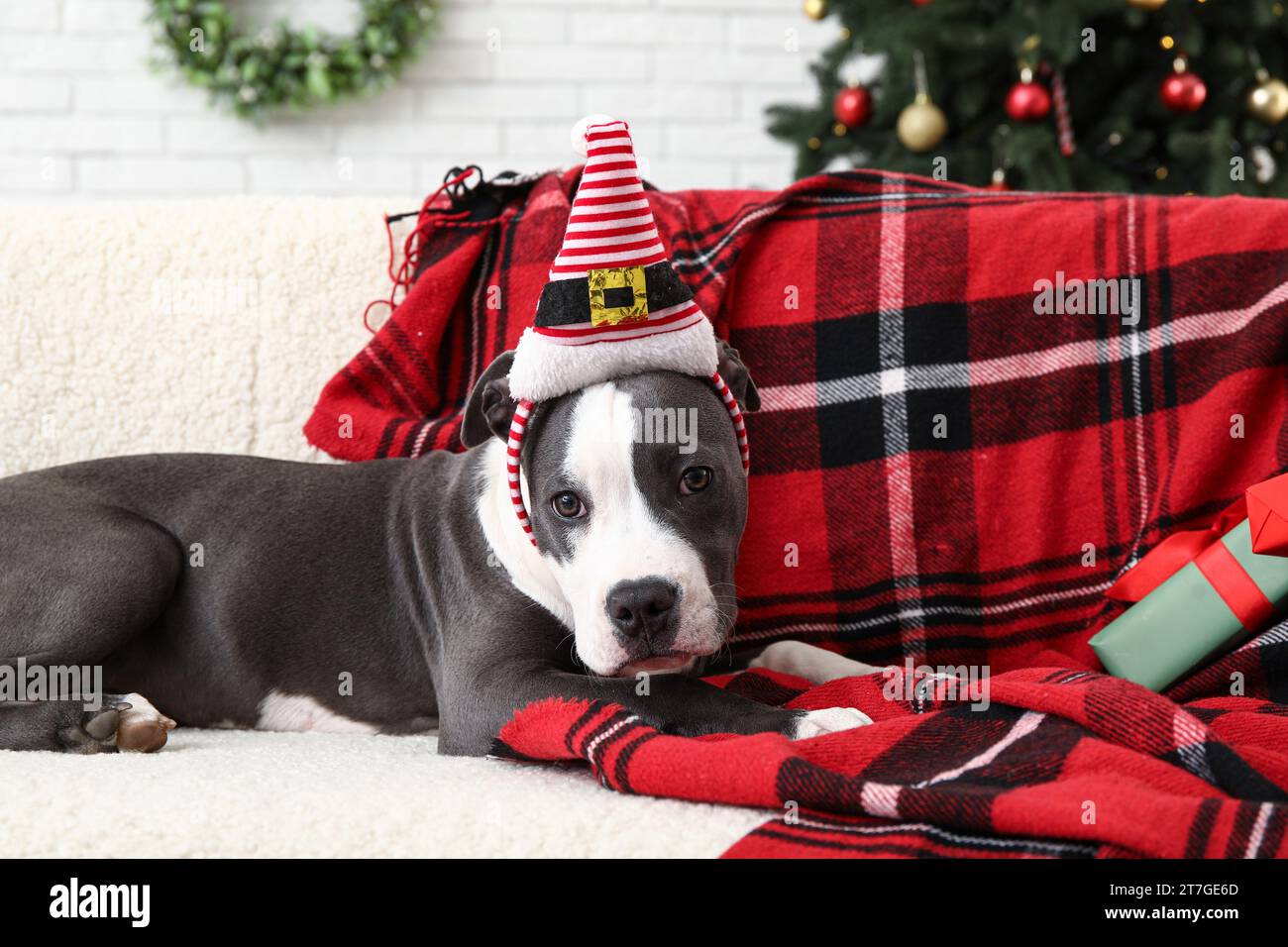 Cute Staffordshire Terrier puppy in Santa hat lying at home on ...