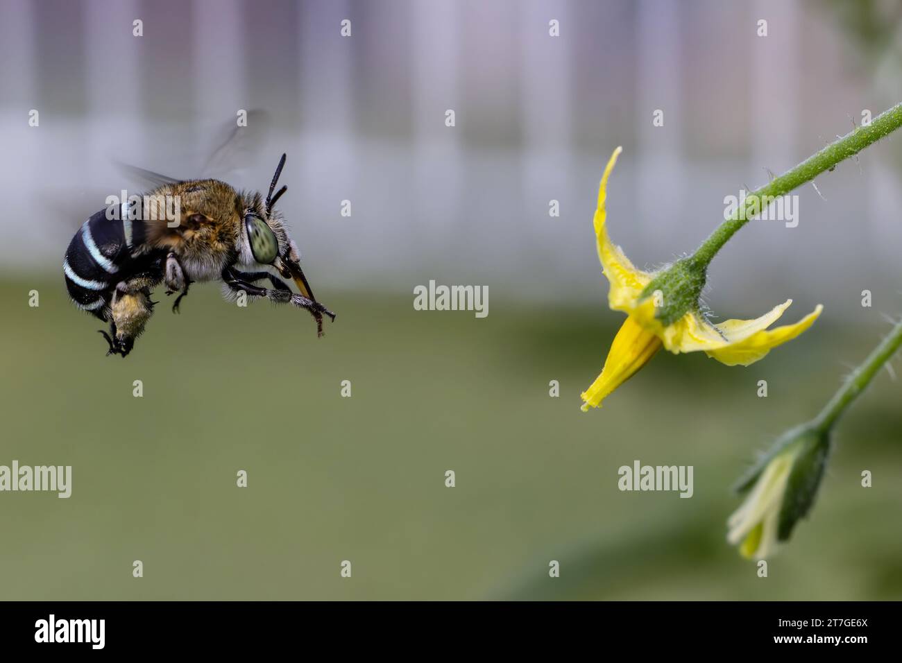 Australian Blue-banded bee approaching a tomato plant flower Stock ...