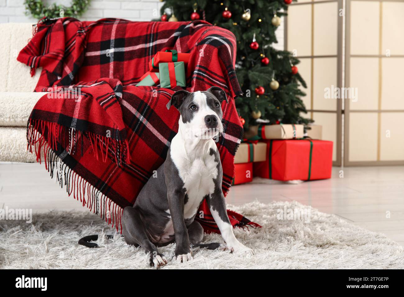 Cute Staffordshire Terrier puppy at home on Christmas eve Stock Photo ...