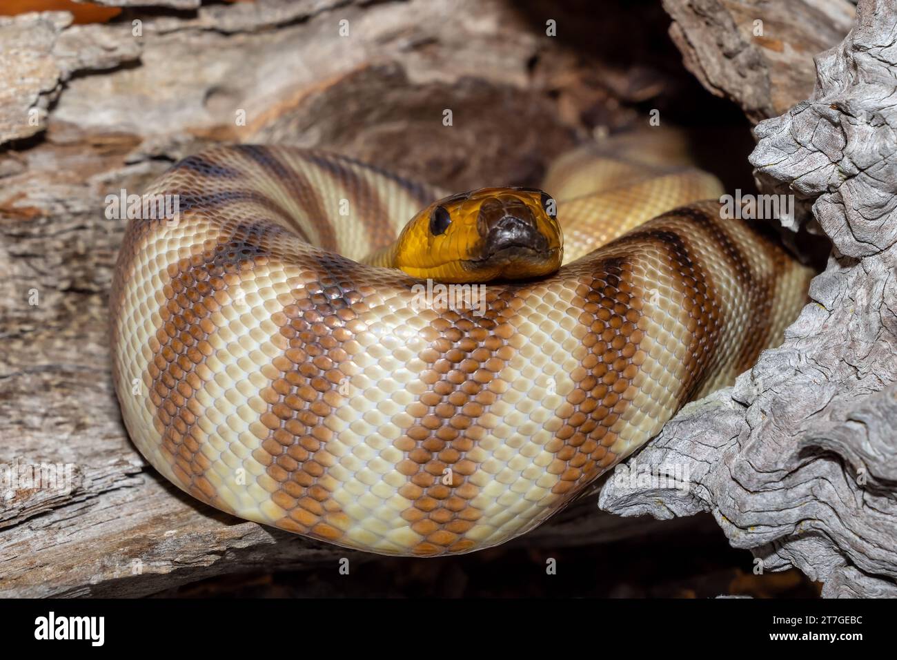 Australian Woma Python curled up in hollow log Stock Photo - Alamy