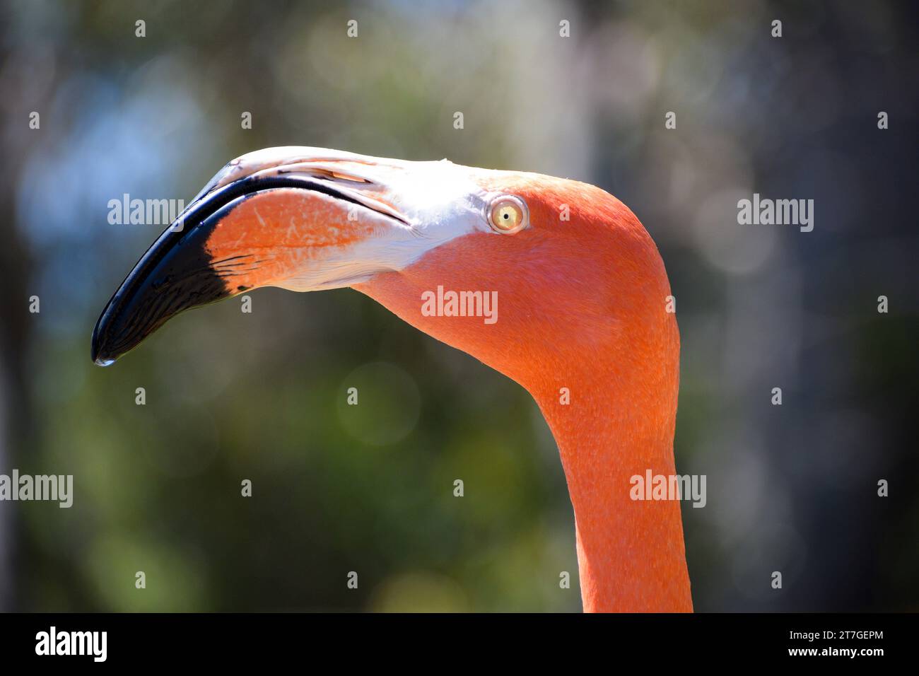 San Diego Zoo 2019 - Flamingo | Flamingo portrait showing beak head ...