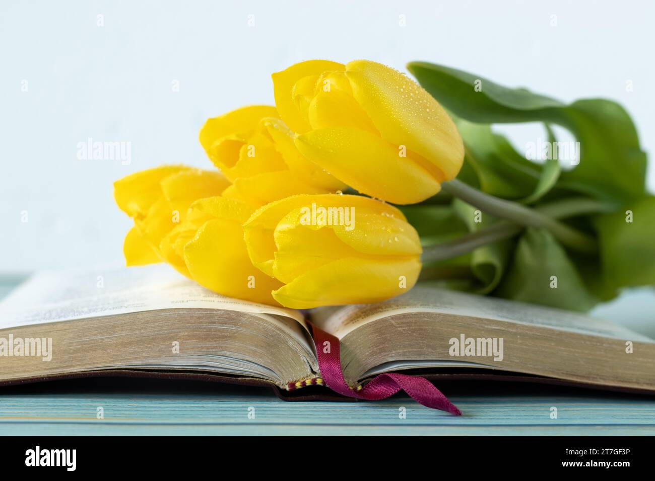 Open holy bible book with yellow tulips on wood with white background ...