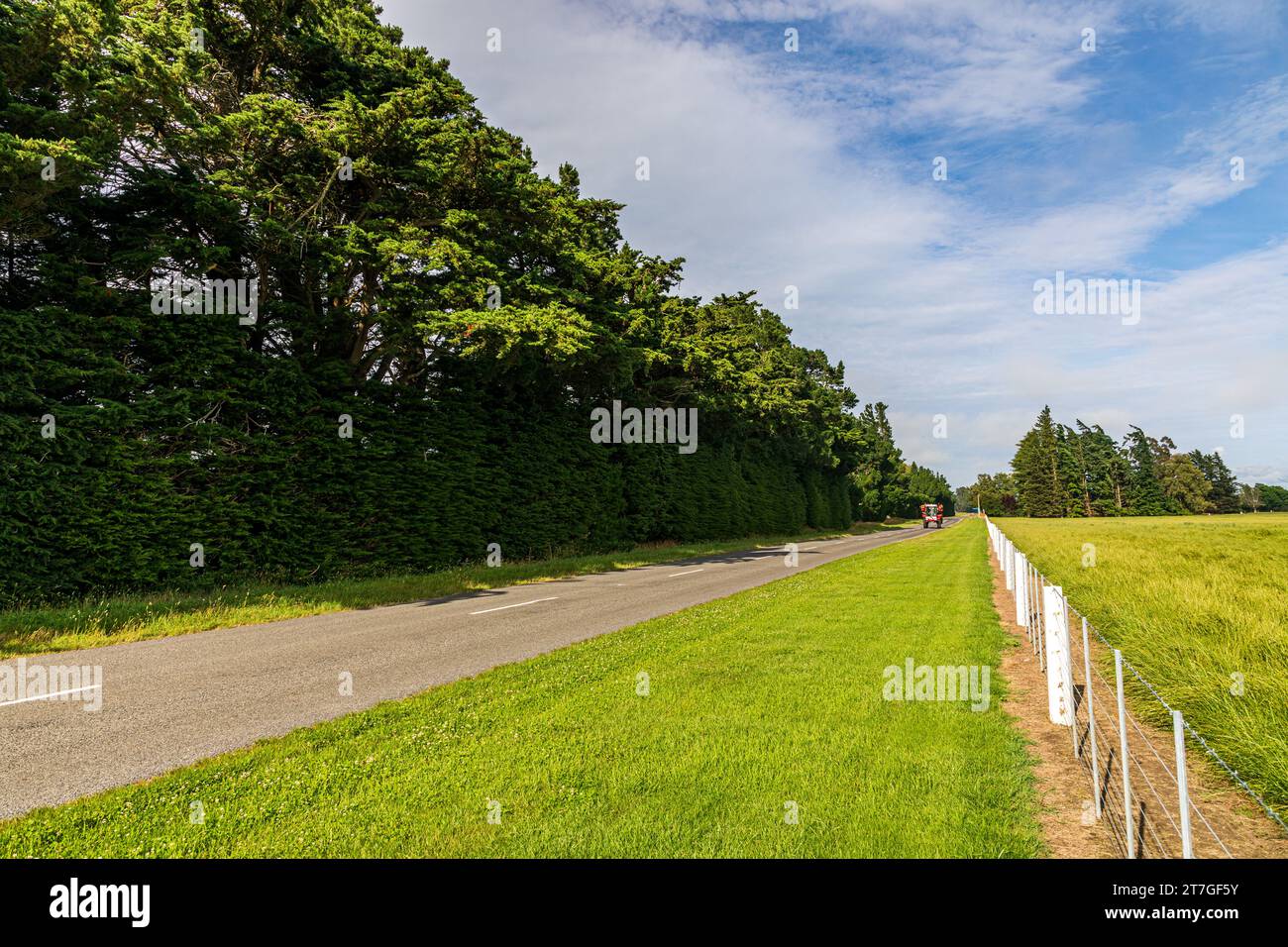 New Zealand farmers use shelter belts – lines of trees that protect ...