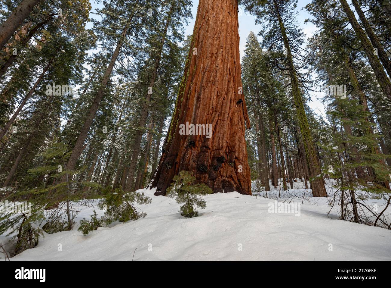Thick trunk of giant redwood tree towers above snow covered ground amid ...