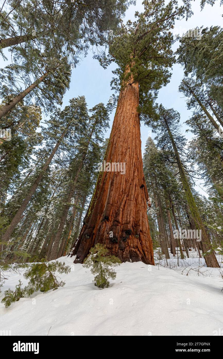 Thick trunk of giant redwood tree towers above snow covered ground amid ...