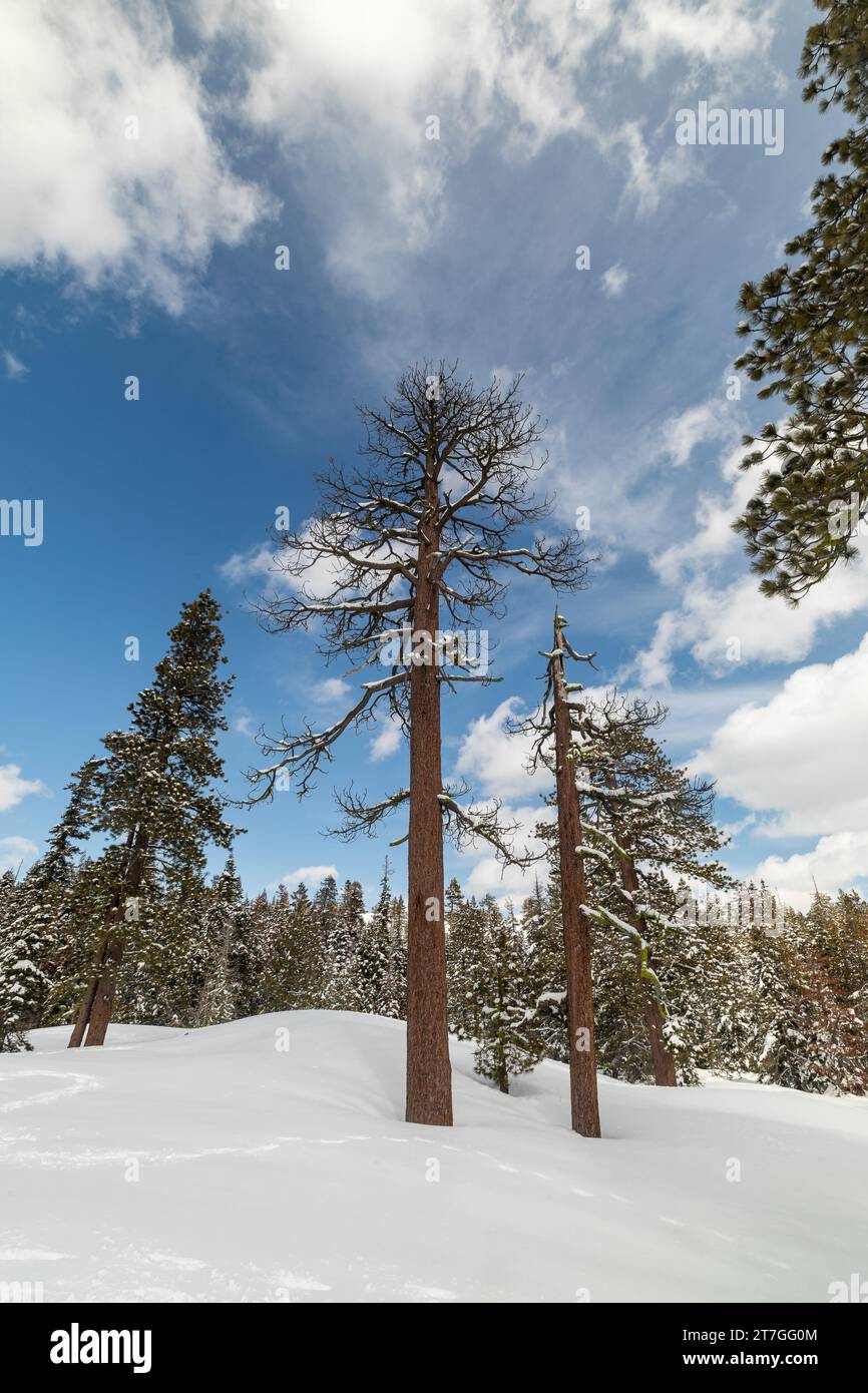 Tall redwood trees in pristine snow covered wilderness Stock Photo - Alamy