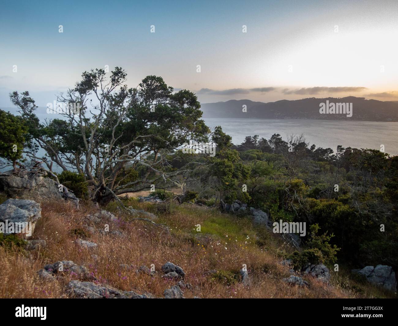 Gnarly tree, rocks, and summer grasses growing on peak of Angel Island ...