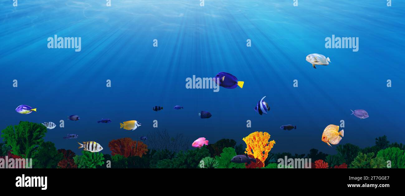 Beautiful corals and different fishes in sea, banner design. Underwater ...