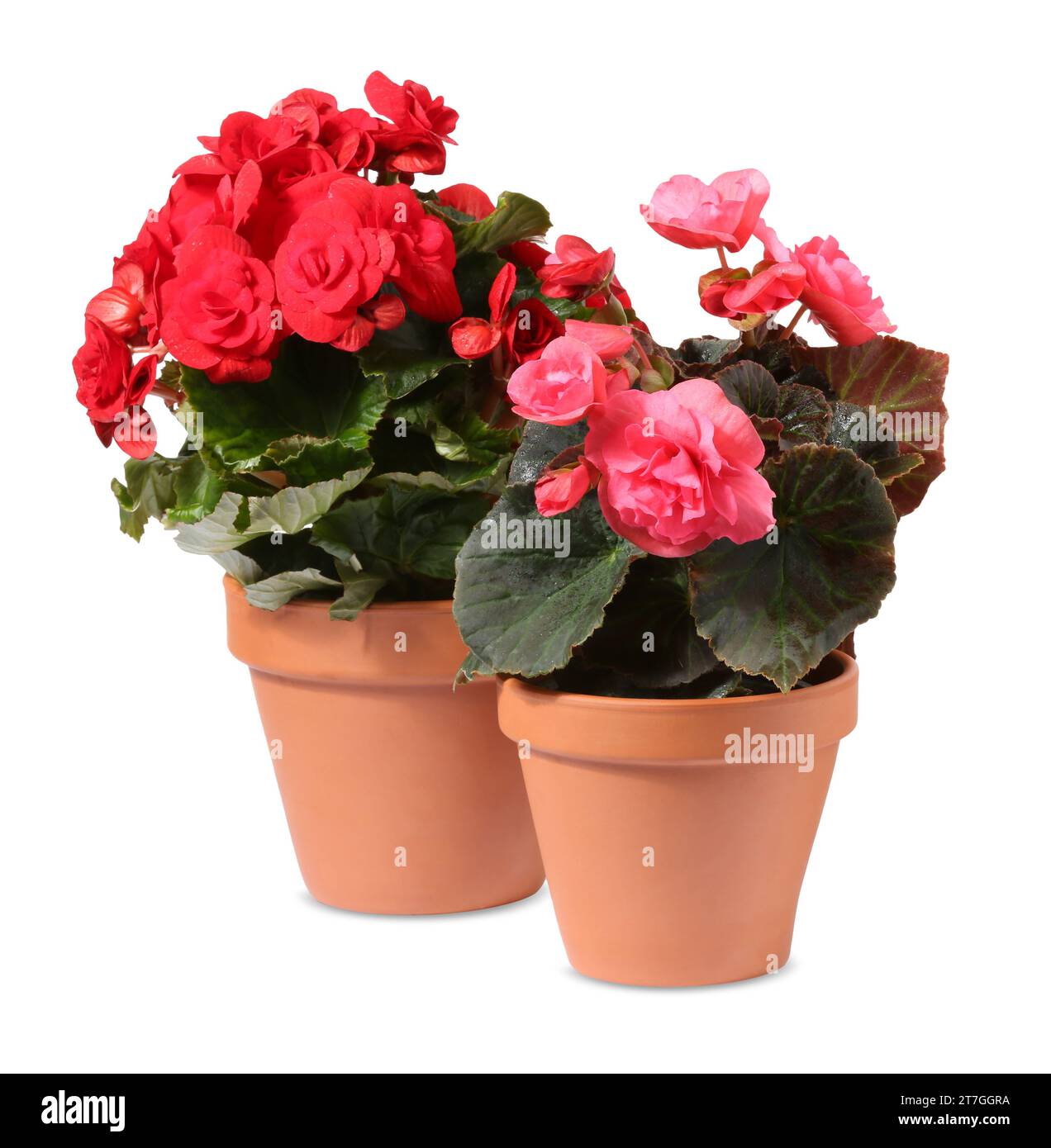 Begonia flowers in terracotta pots isolated on white Stock Photo - Alamy