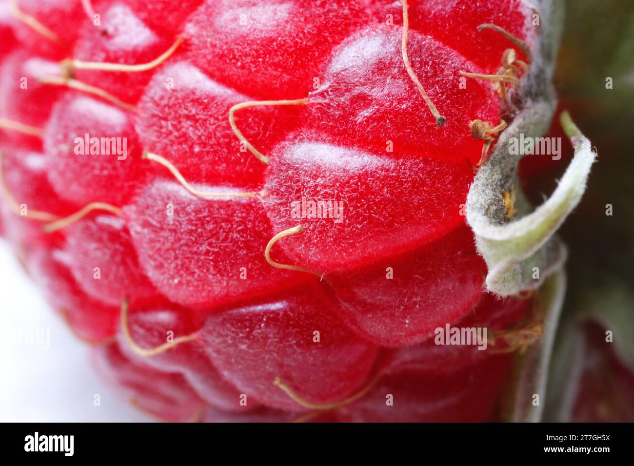 Red raspberry drupelet hi-res stock photography and images - Alamy