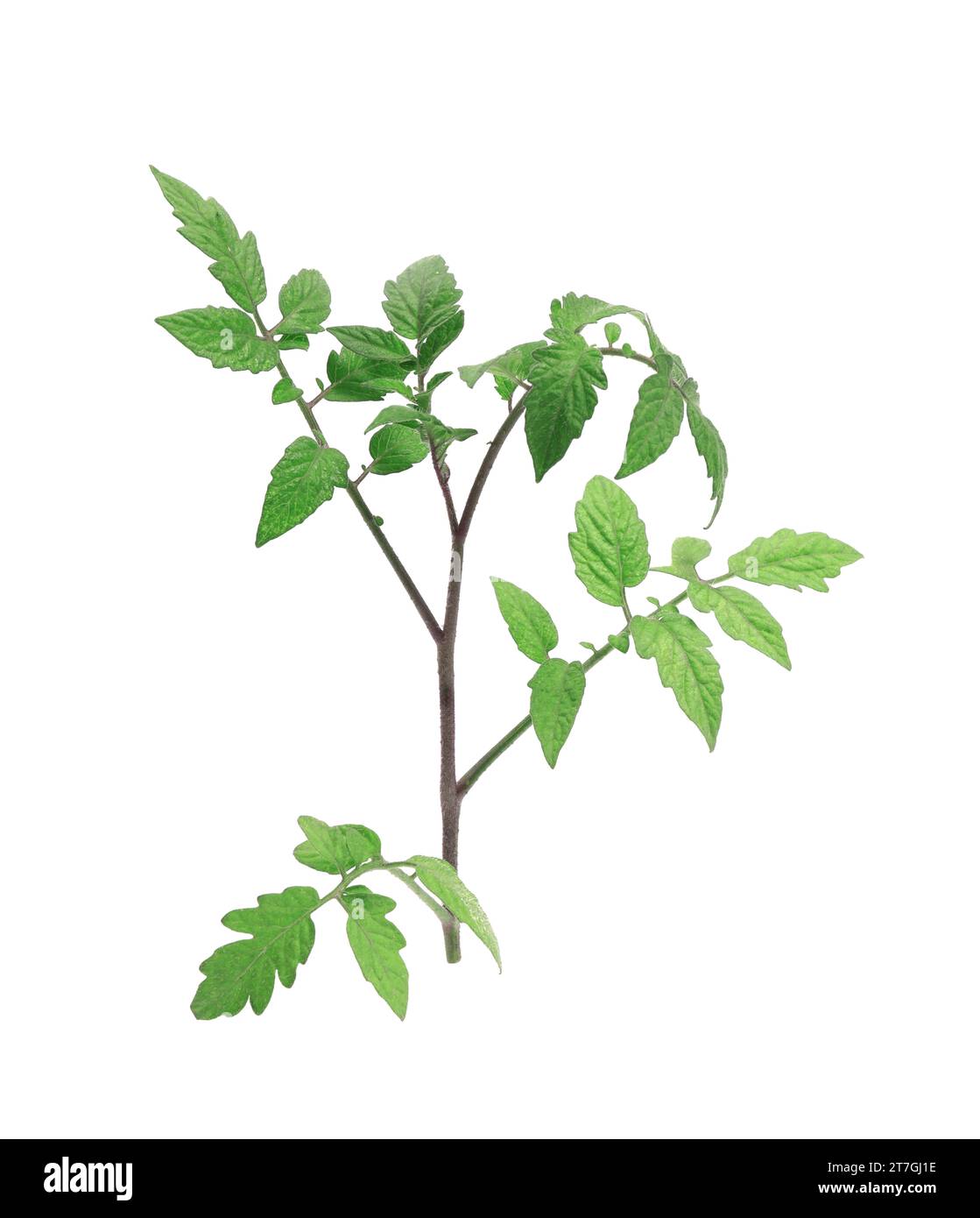 Branch of tomato plant with leaves isolated on white Stock Photo - Alamy