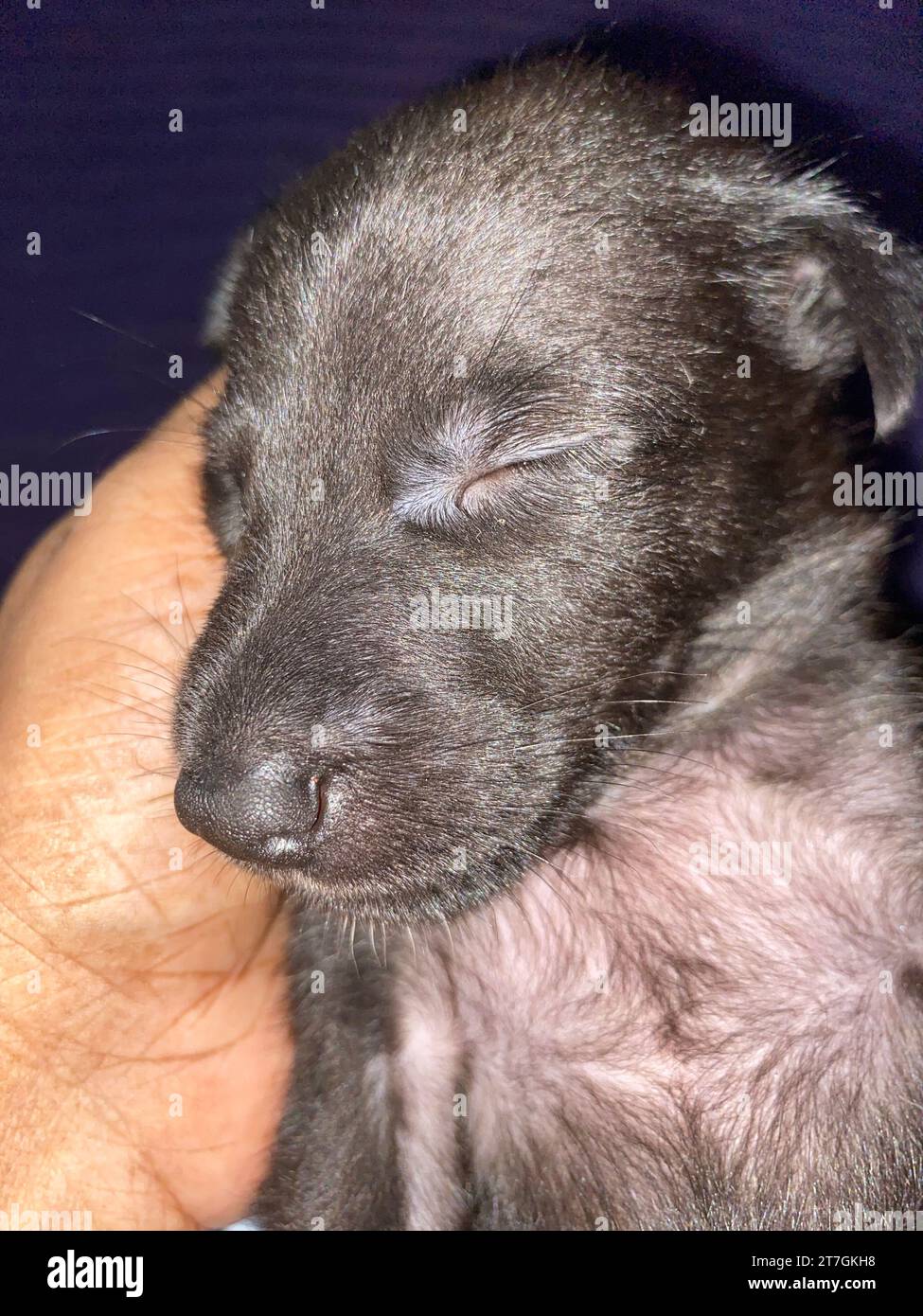 Cute puppies pictures hi-res stock photography and images - Alamy