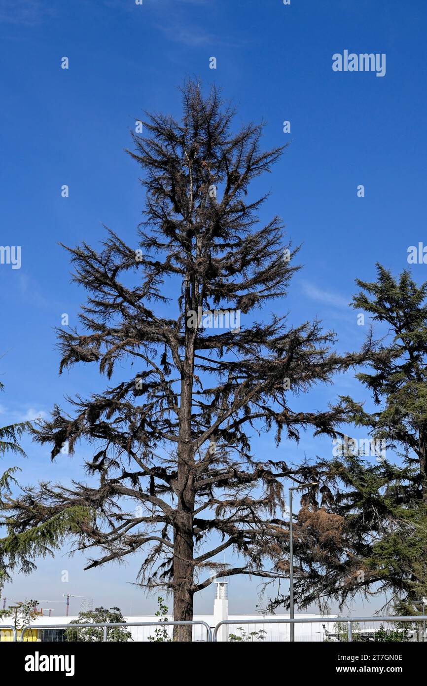 dry trees with a blue sky background in the city of Santiago de Chile ...