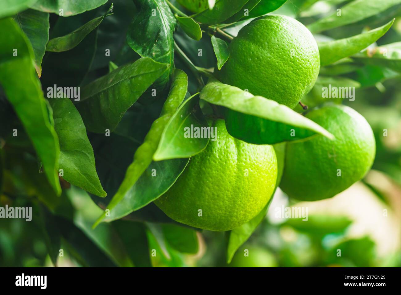 Oranges on a tree. Unripe fruits close up with a beautiful soft blur ...