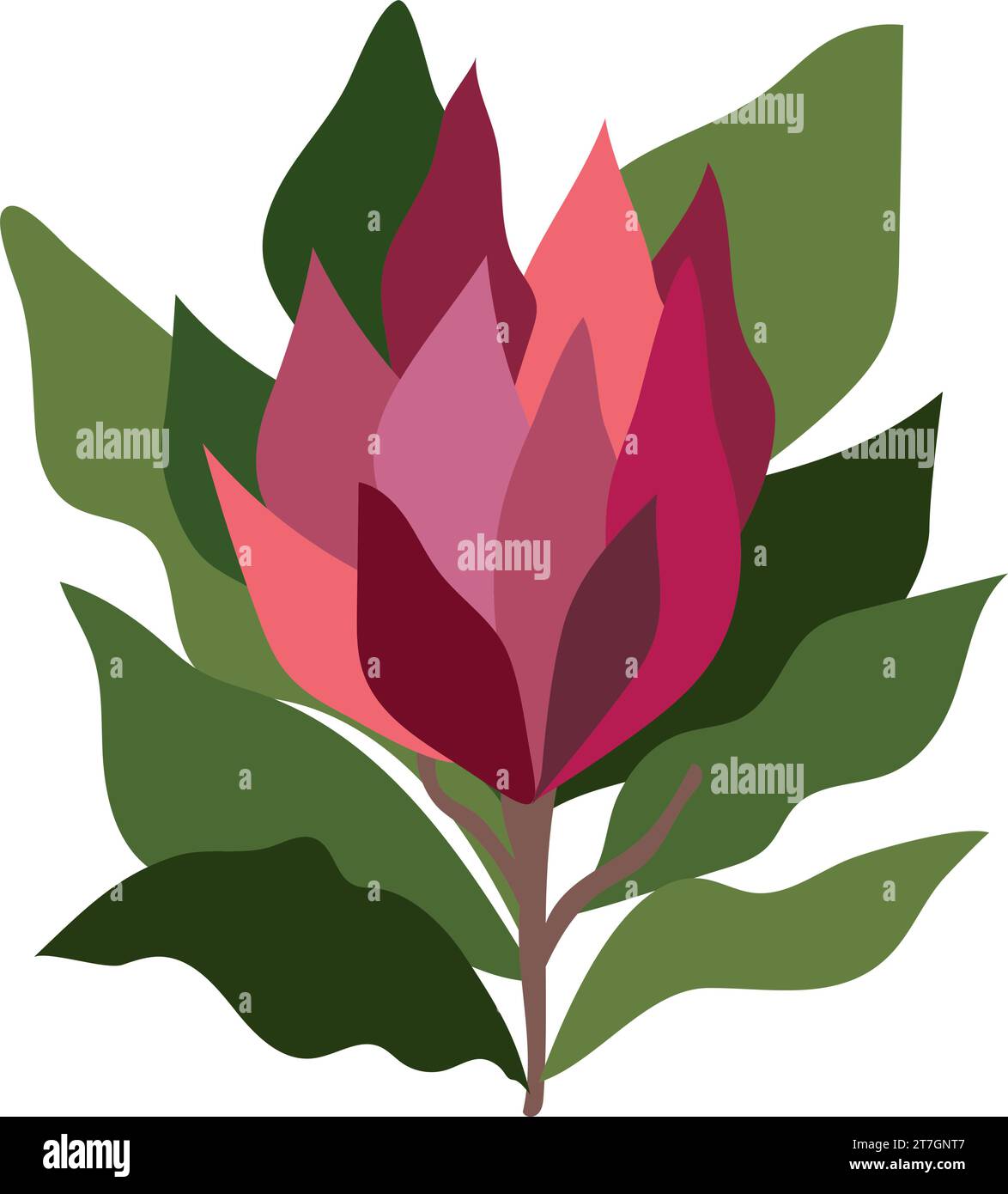 south africa king protea illustration Stock Vector Image & Art - Alamy