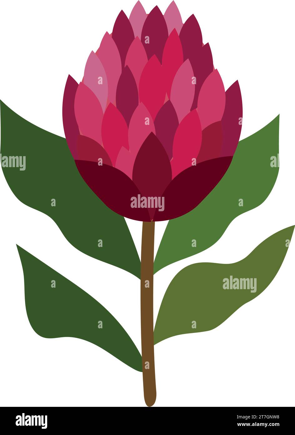 south africa king protea Stock Vector Image & Art - Alamy