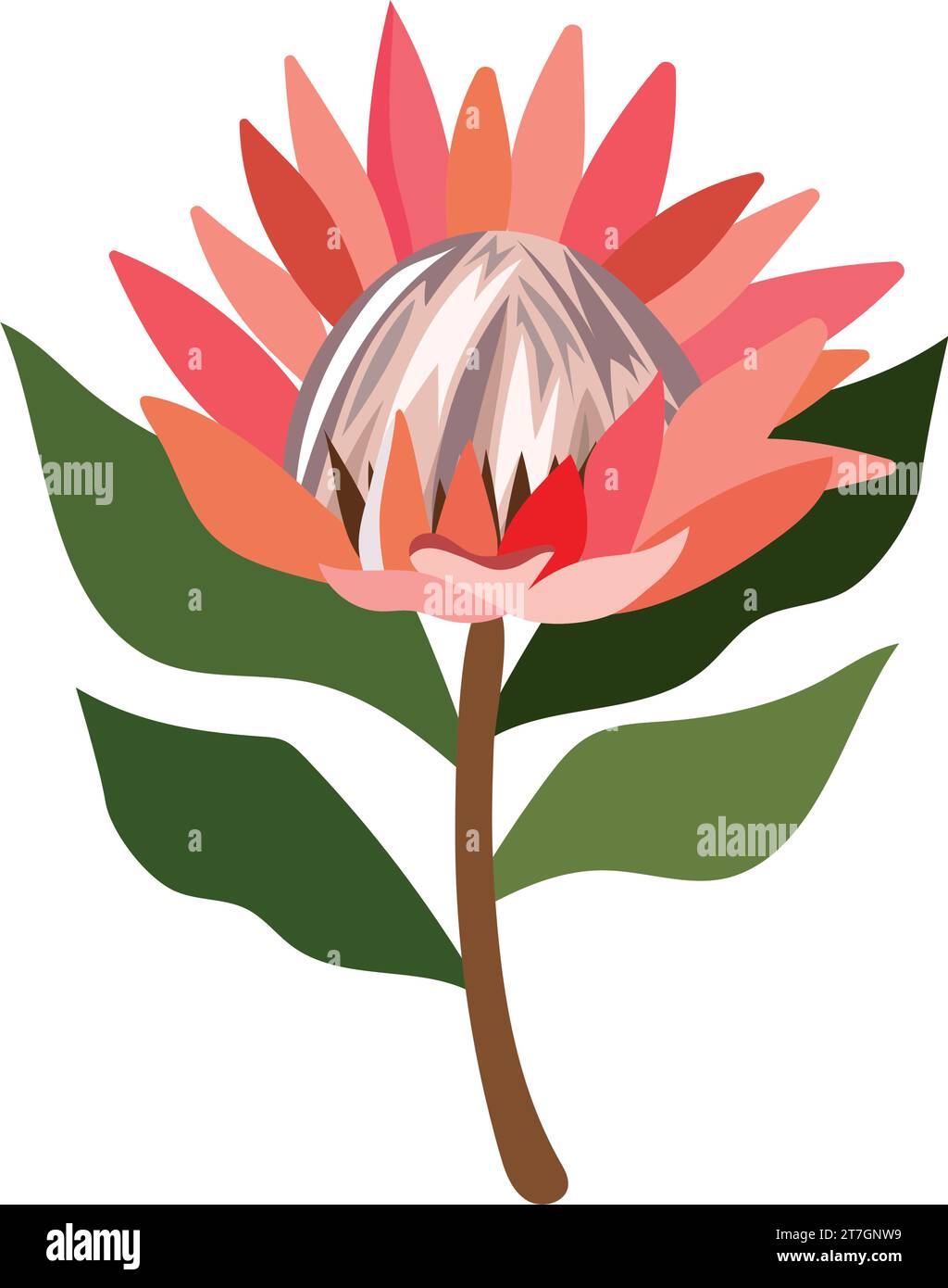 south africa king protea isolated Stock Vector Image & Art - Alamy