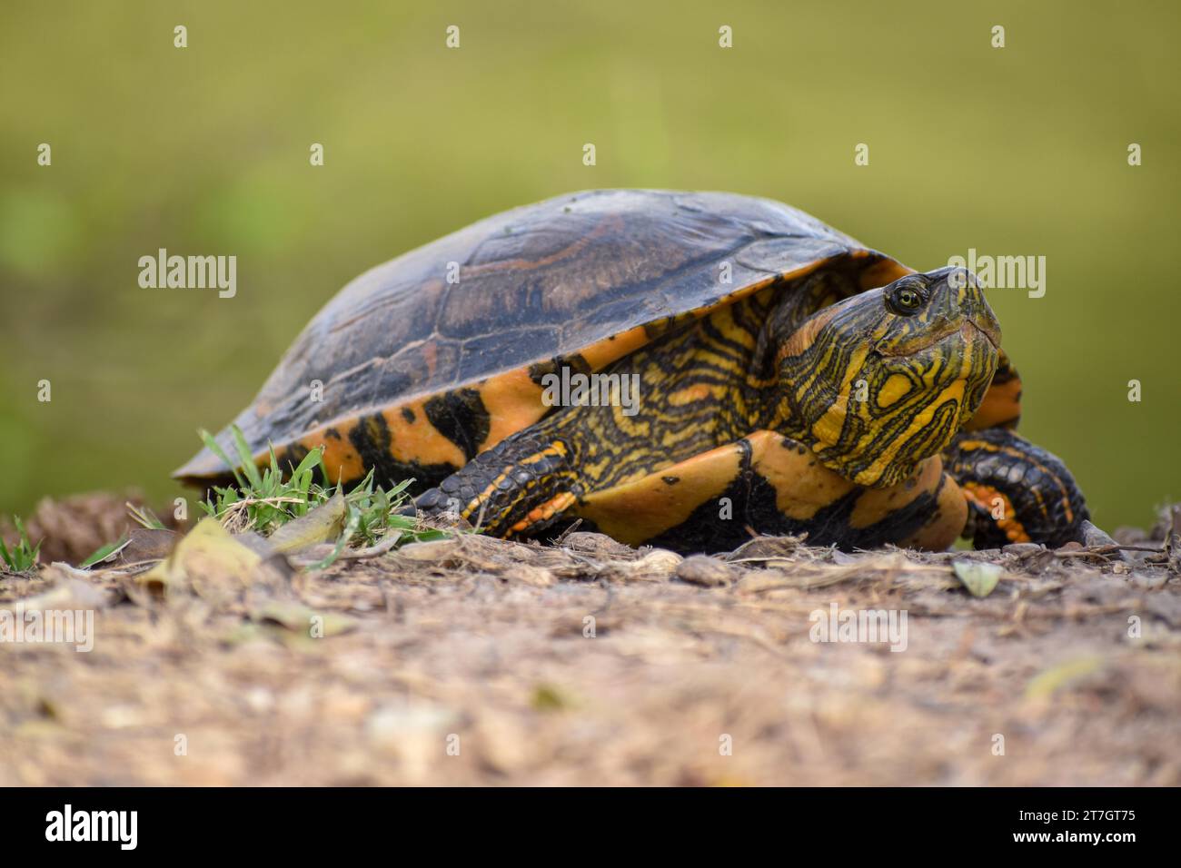 South American tortoise (Trachemys dorbigni) (Spanish tortuga tigre de ...