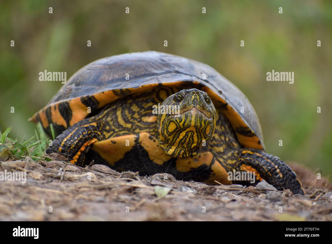 South American tortoise (Trachemys dorbigni) (Spanish tortuga tigre de ...