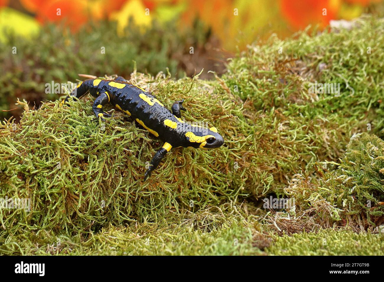 Indian salamander hi-res stock photography and images - Alamy