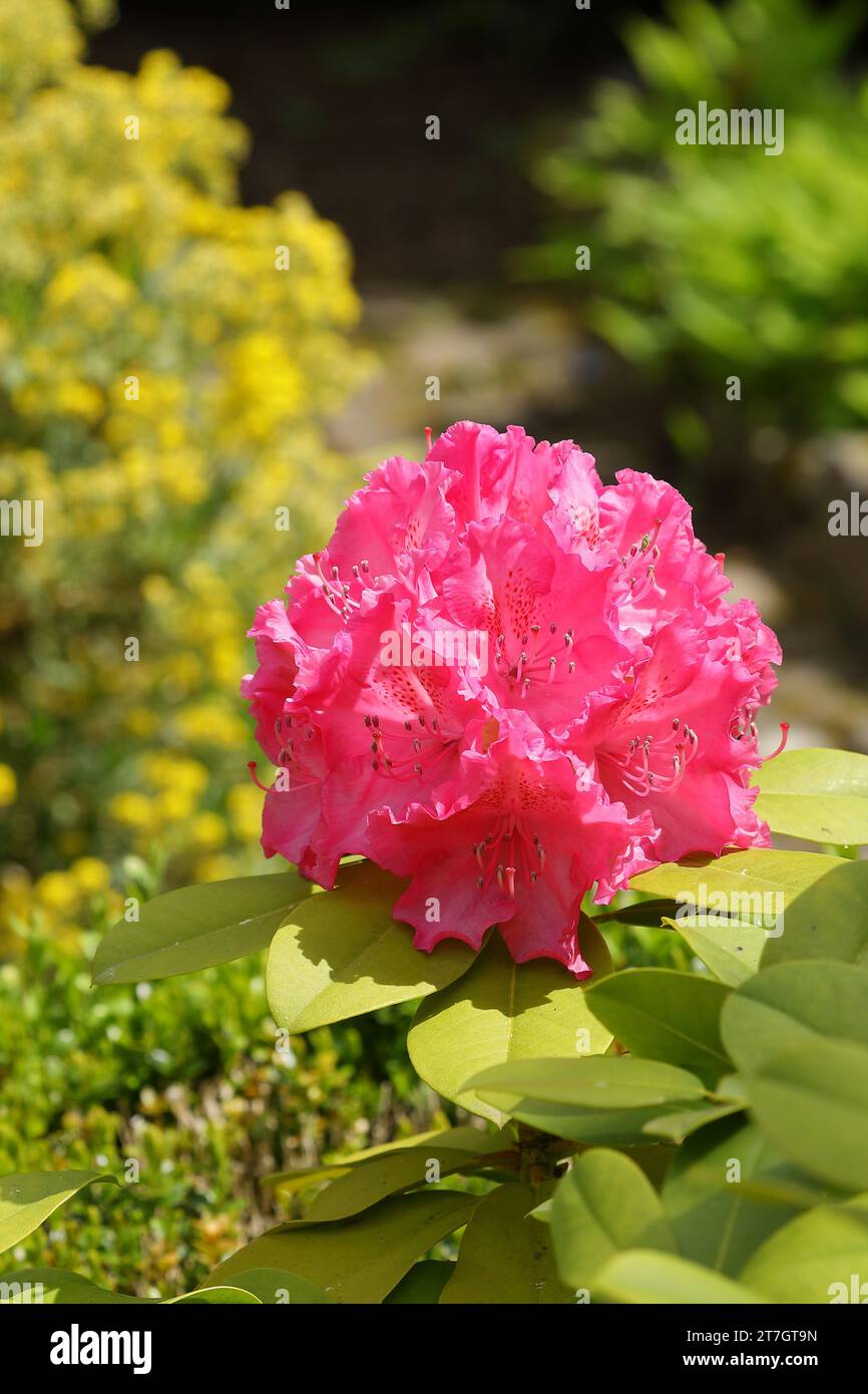 Rhododendron flowers (Rhododendron Homer), red flowers, in a garden ...