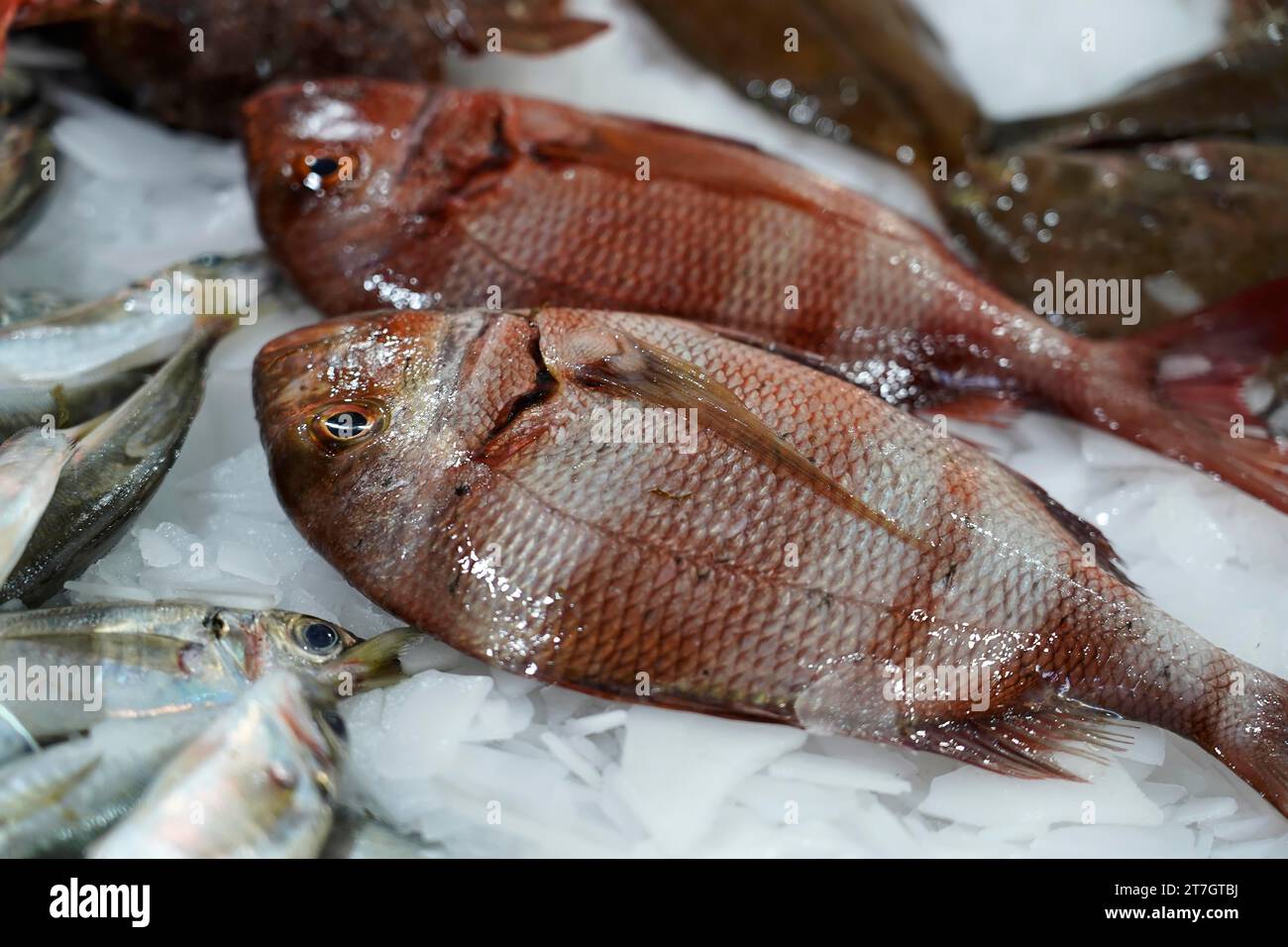 Fresh raw fish, seafood, fish market hall, market hall, Lagos, Portugal ...