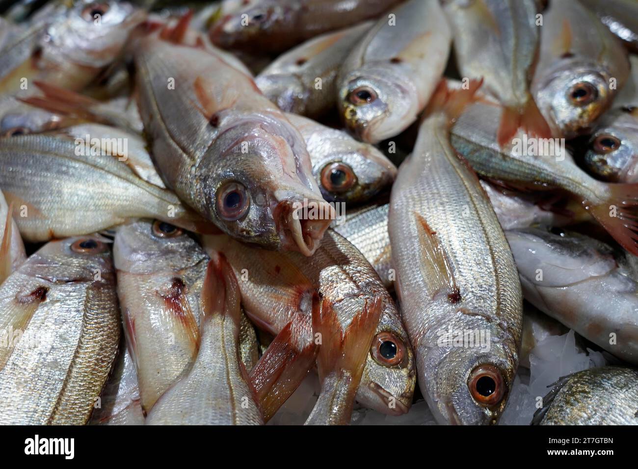 Fresh raw fish, seafood, fish market hall, market hall, Lagos, Portugal ...