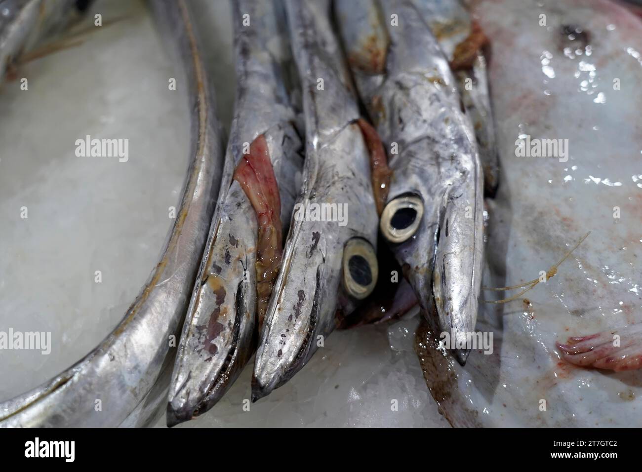 Fresh raw fish, seafood, fish market hall, market hall, Lagos, Portugal ...