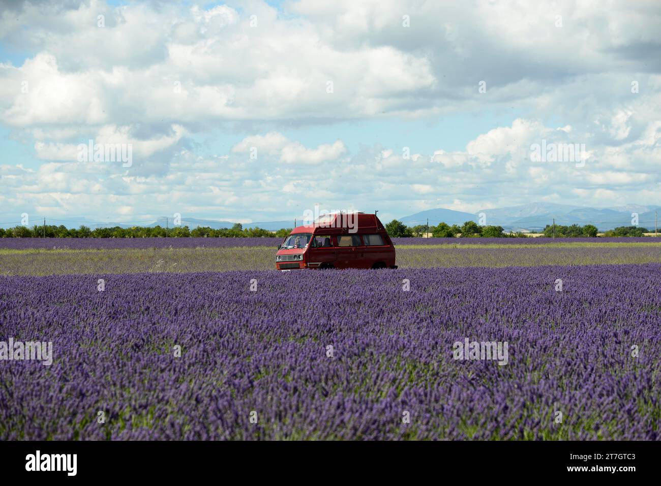 Flowering lavender (Lavandula angustifolia) field, Plateau de Valensole ...