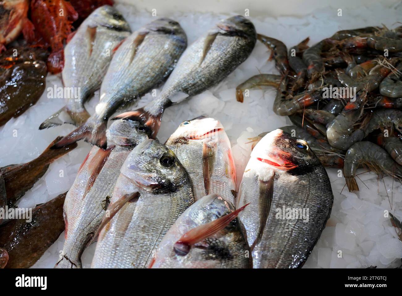 Fresh raw fish, seafood, fish market hall, market hall, Lagos, Portugal ...