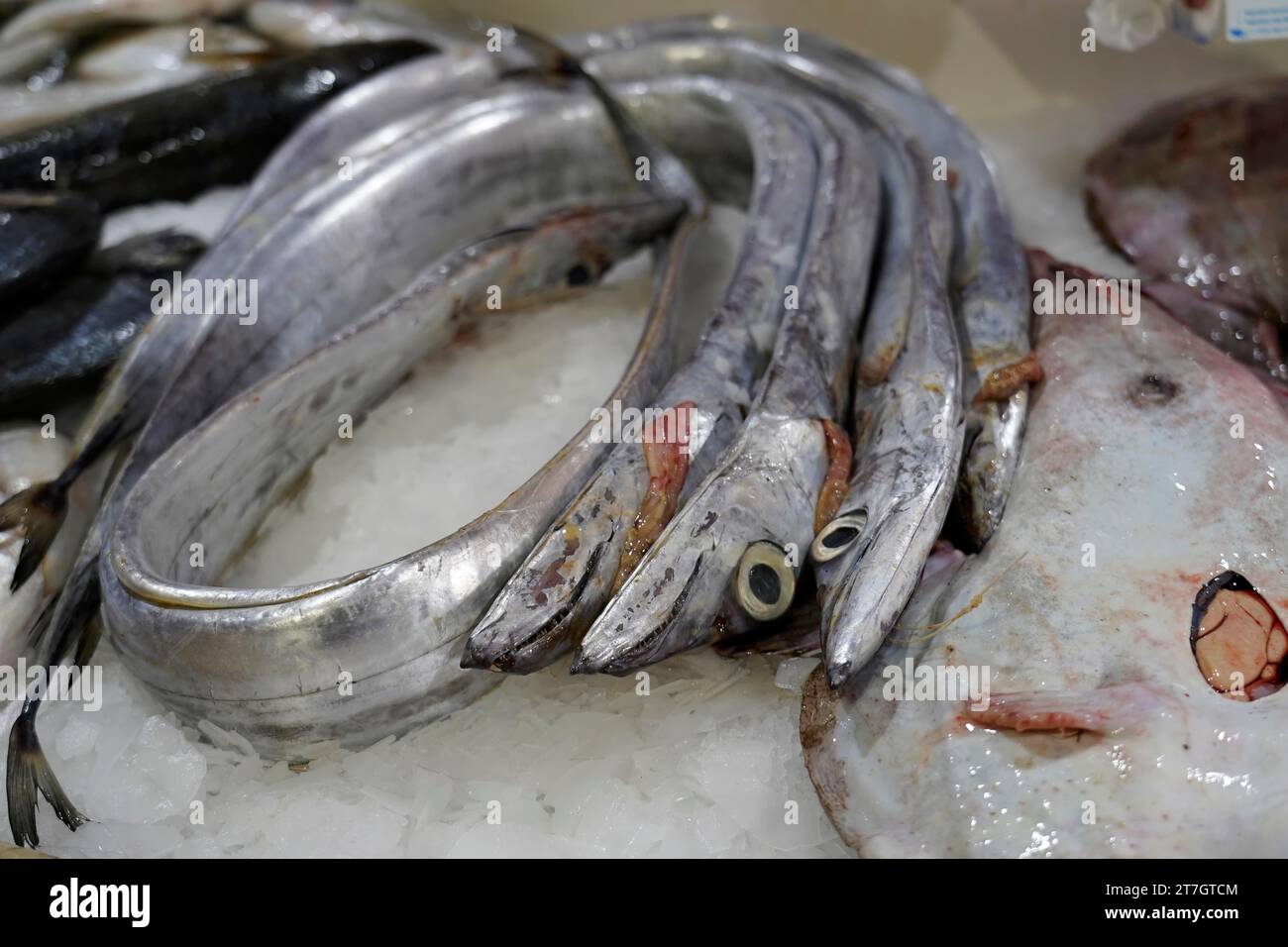 Fresh raw fish, seafood, fish market hall, market hall, Lagos, Portugal ...