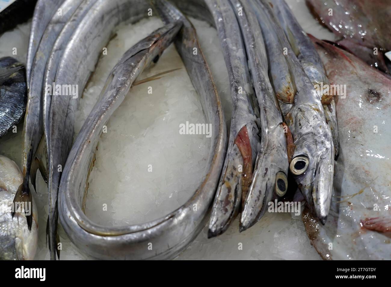 Fresh raw fish, seafood, fish market hall, market hall, Lagos, Portugal ...