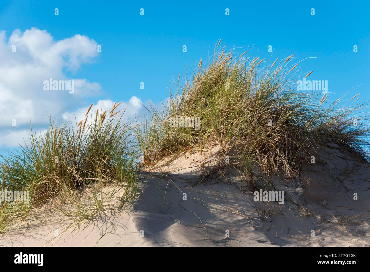 Travelling dune, Rabjerg Mile, Rabjerg Mile, landscape conservation ...