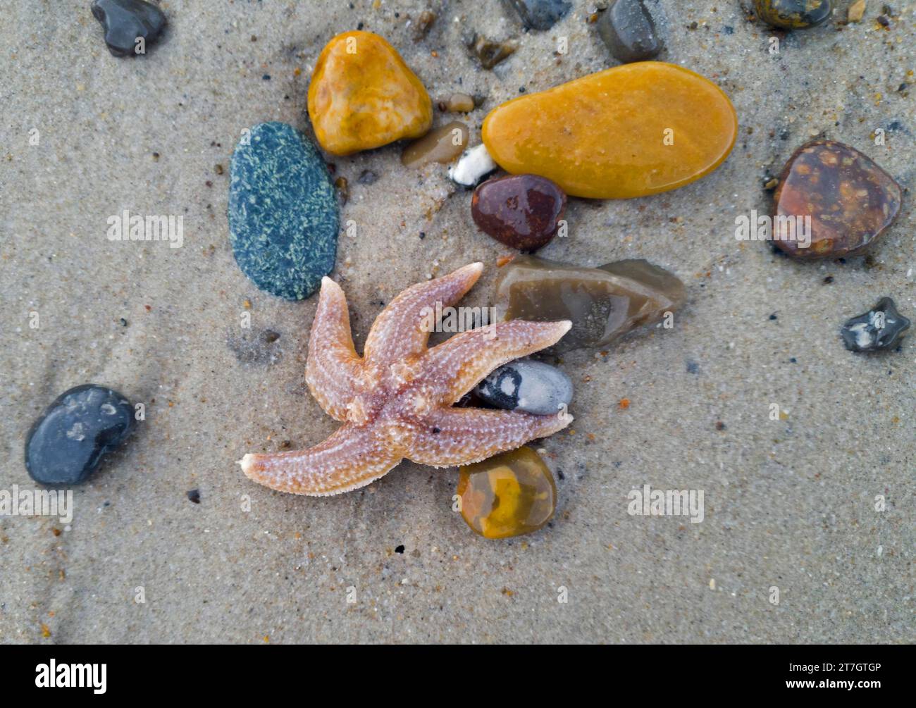 Common starfish (Asterias rubens), Common starfish washed up on the ...