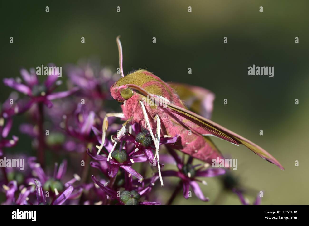 Elephant hawk moth on blossom hi-res stock photography and images - Alamy